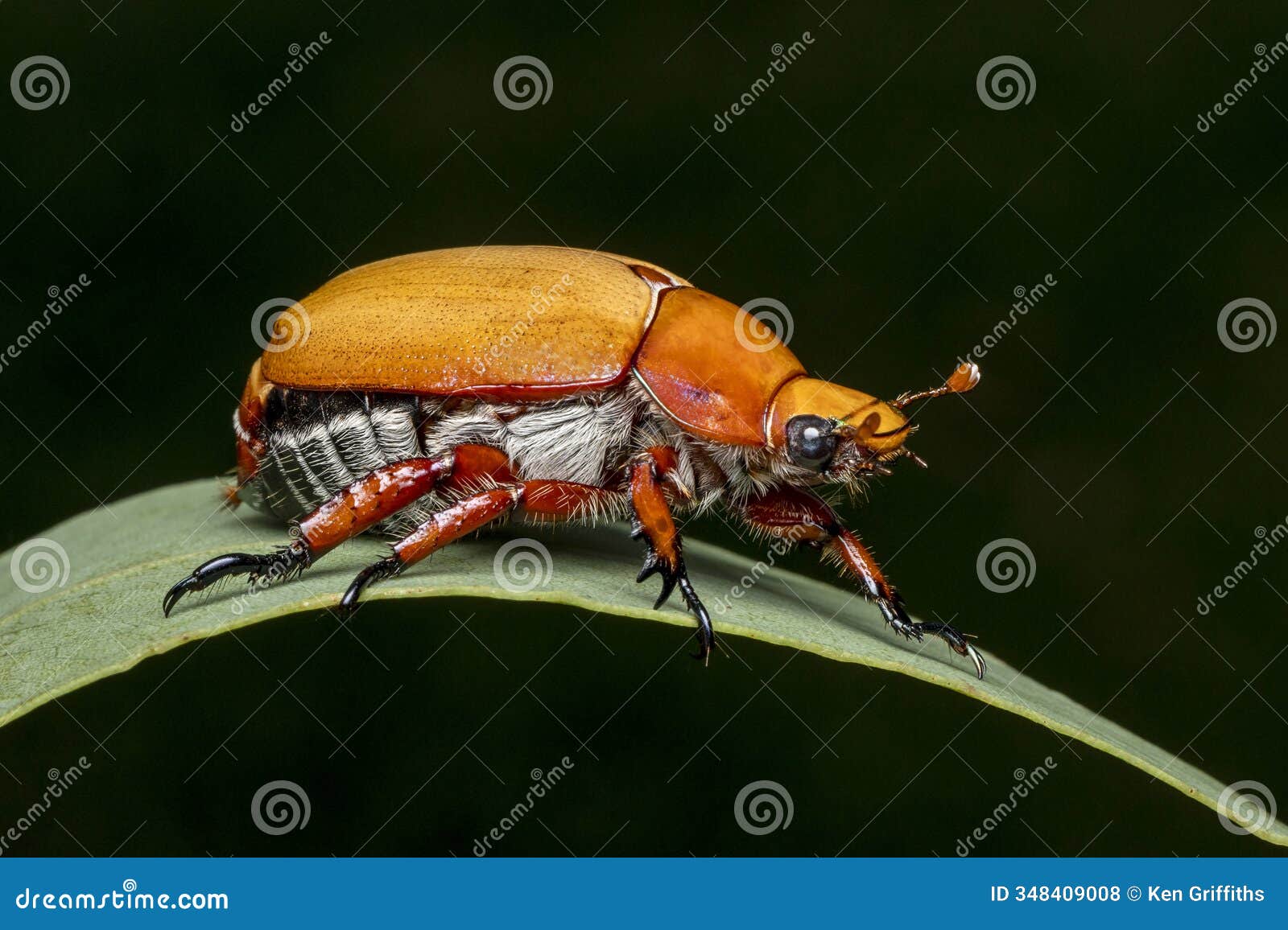 Australian Christmas Beetle Stock Photo - Image of insect, nature ...