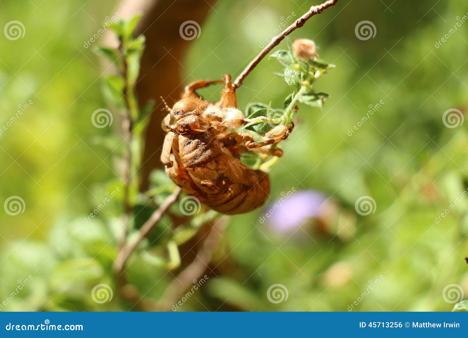 Australian cicada shell stock photo. Image of nature - 45713256