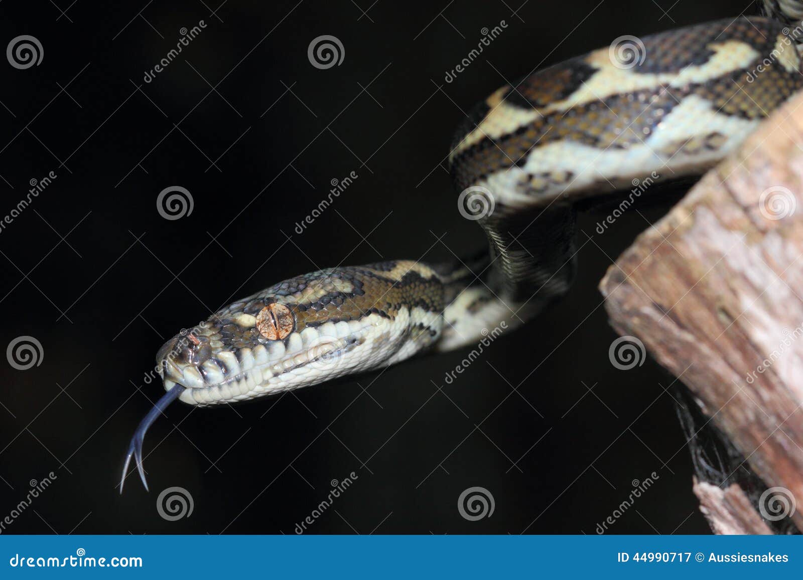 Australian Coastal Carpet Python (Morelia Spilota Mcdowelli) Stock ...