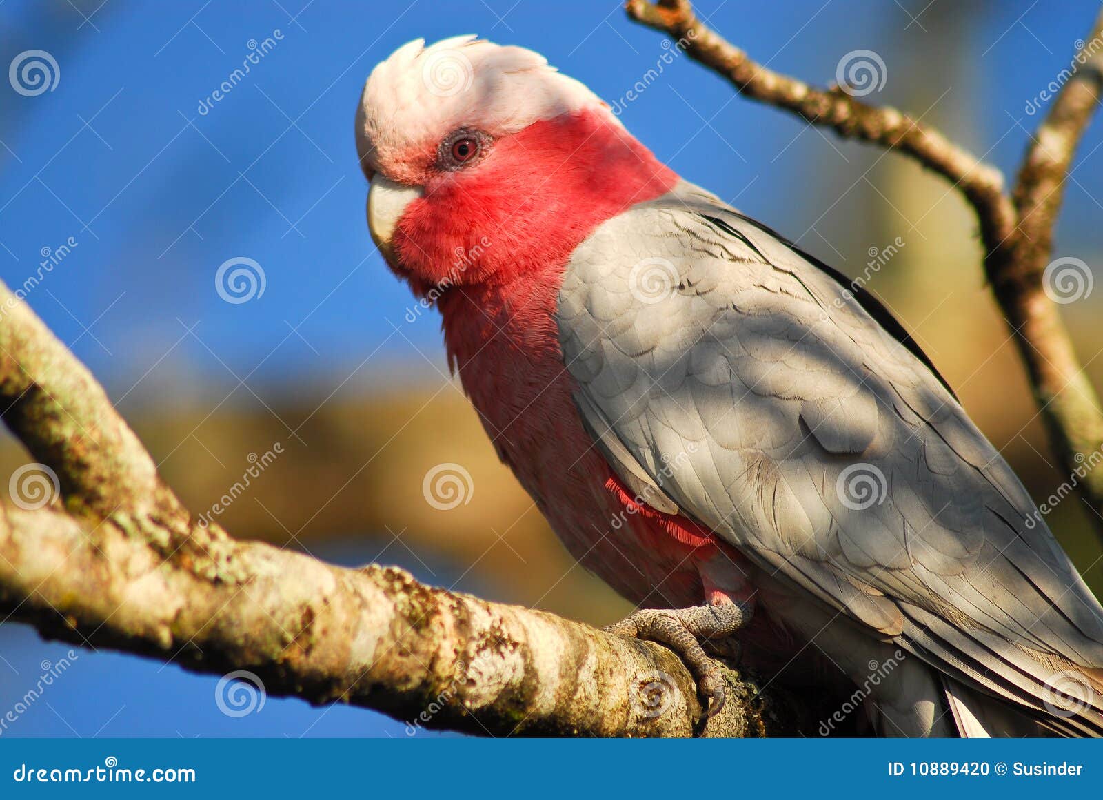Australian Cockatoo stock photo. Image of flier, feathered - 10889420