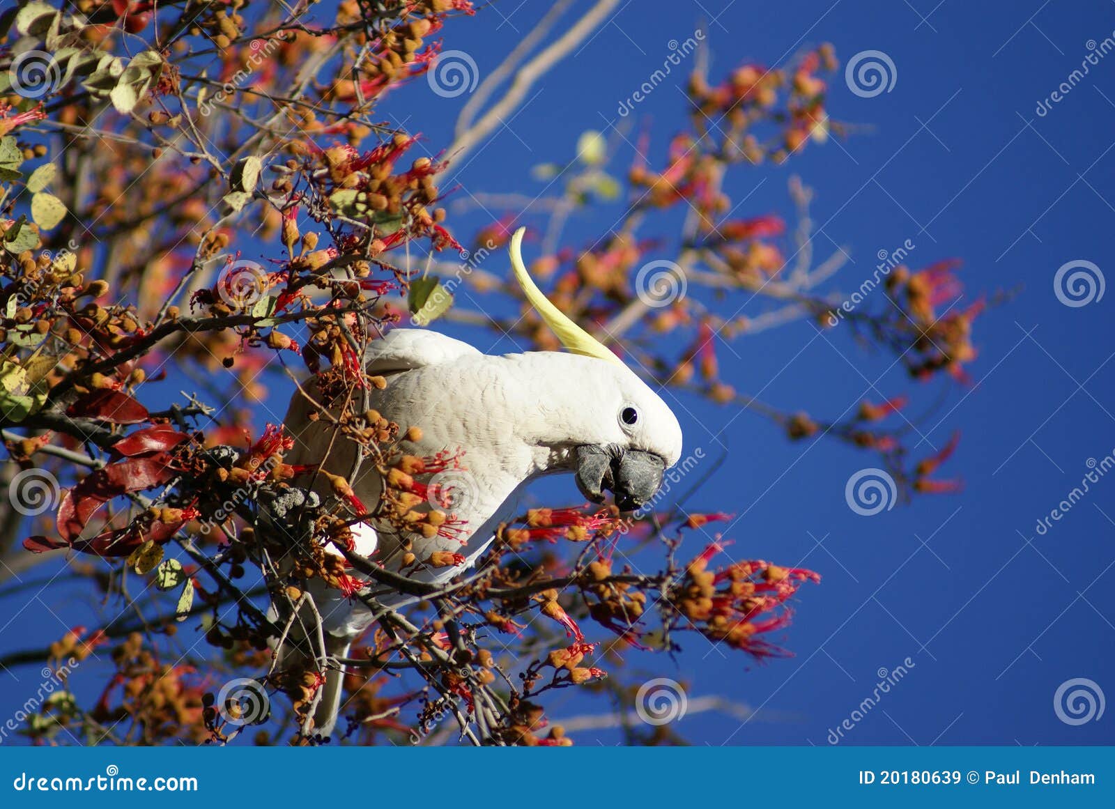 Australian Cockatoo eating stock image. Image of cocky - 20180639
