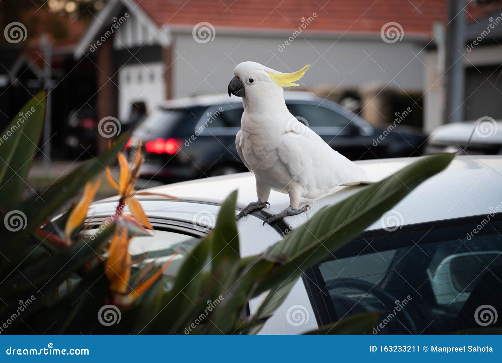 Australian Cockatoo with Yellow Crown Stock Image - Image of crown ...