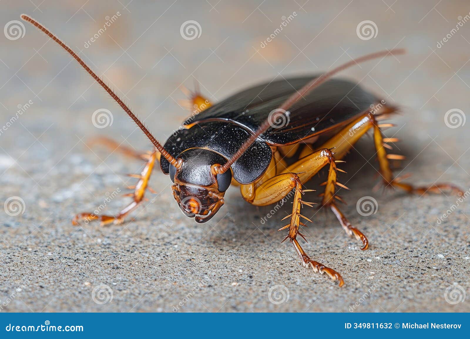 Australian Cockroach Crawling on the Ground Stock Photo - Image of ...