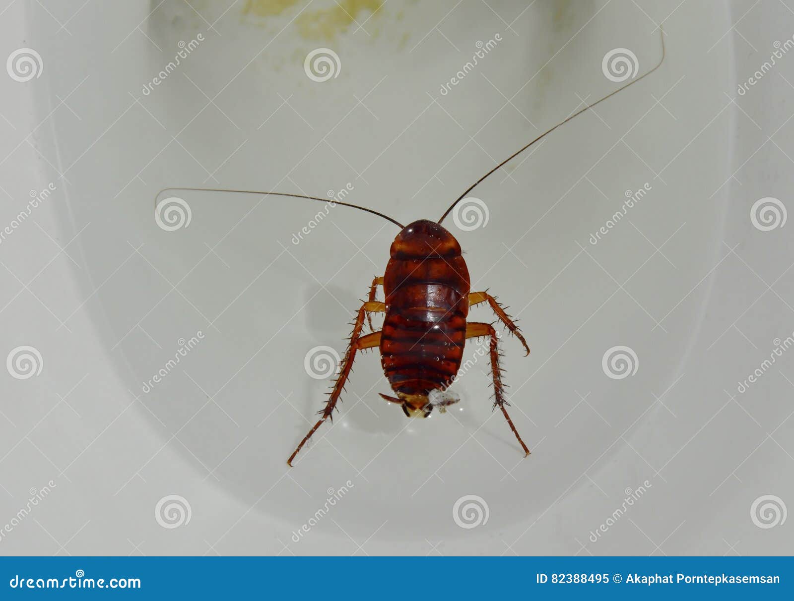 Australian Cockroach - Periplaneta Australasiae Fabricius - Isolated On ...