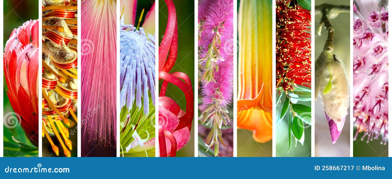 Australian Colourful Native Plants Panoramic View Stock Image - Image ...