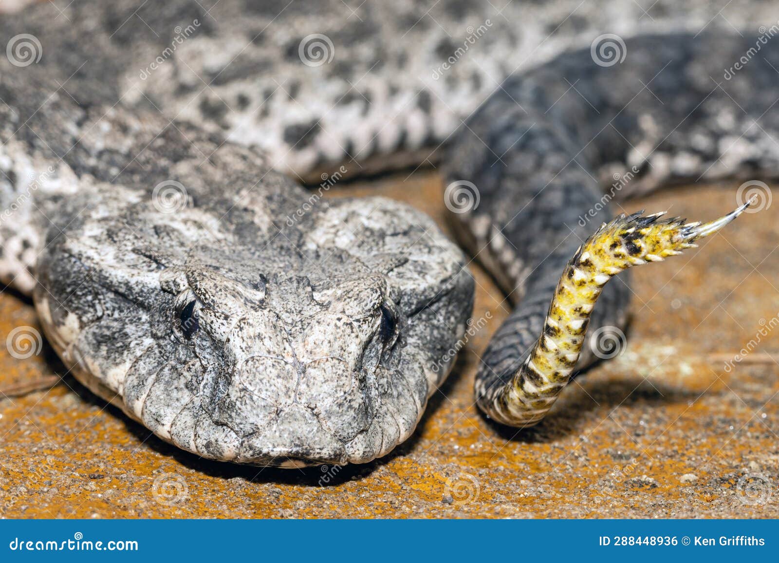 Australian Common Death Adder Stock Photography | CartoonDealer.com ...