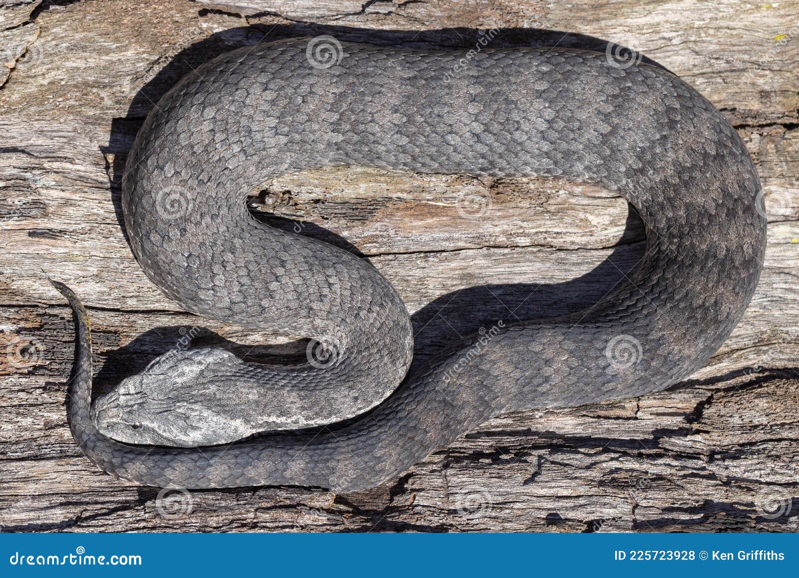 Australian Common Death stock photo. Image of nature - 225723928