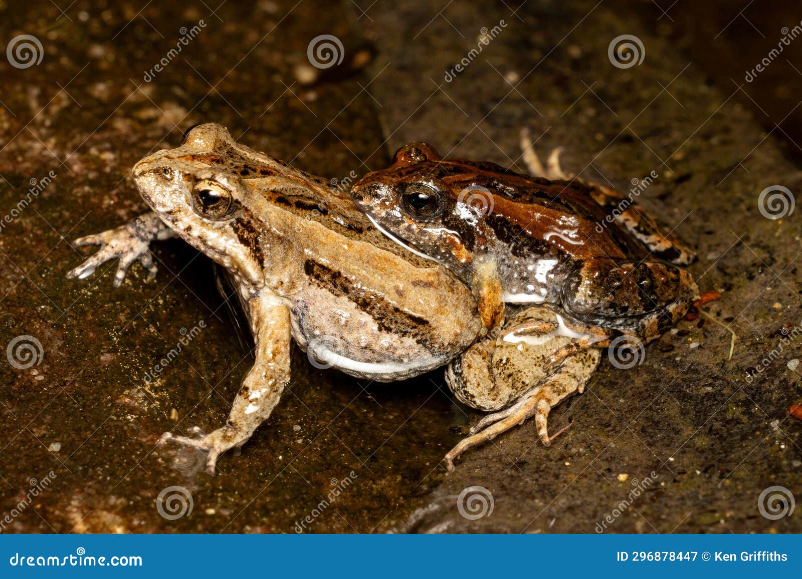 Australian Common Eastern Froglet Stock Image - Image of signifera, nature: 296878447
