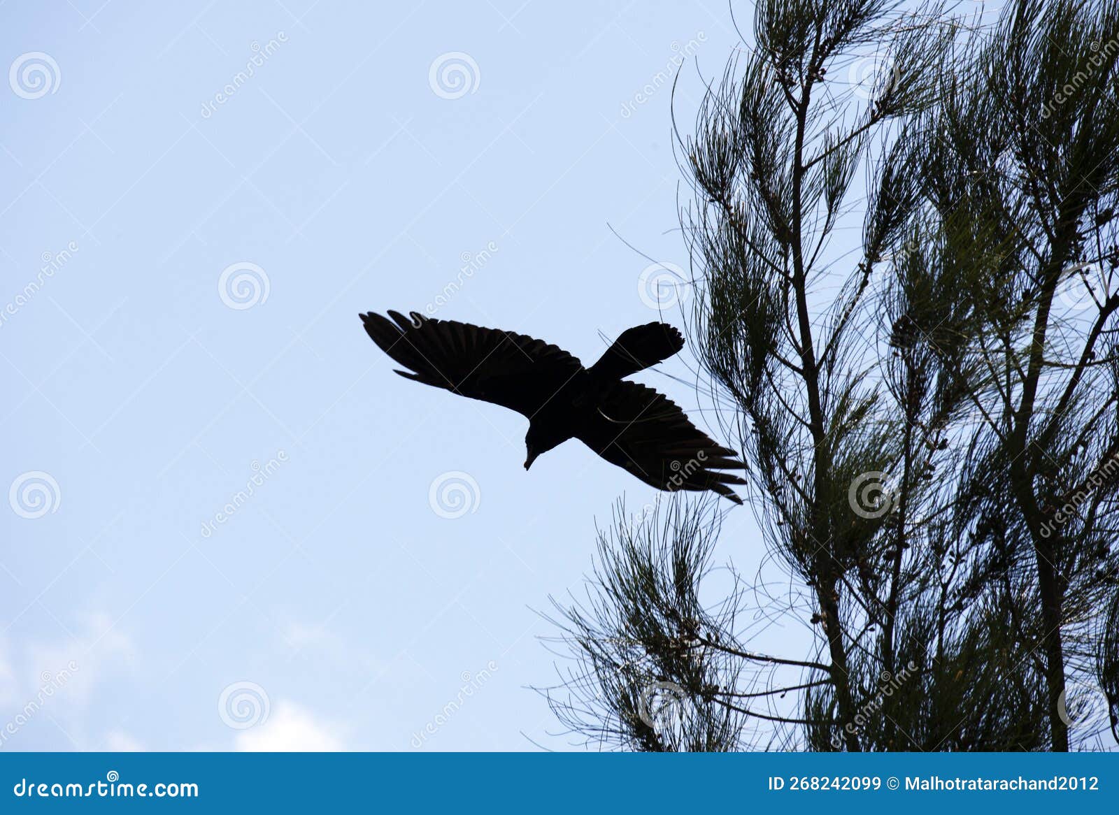 An Australian Common Raven (Corvus Corax) Taking Off from a Tree Stock ...