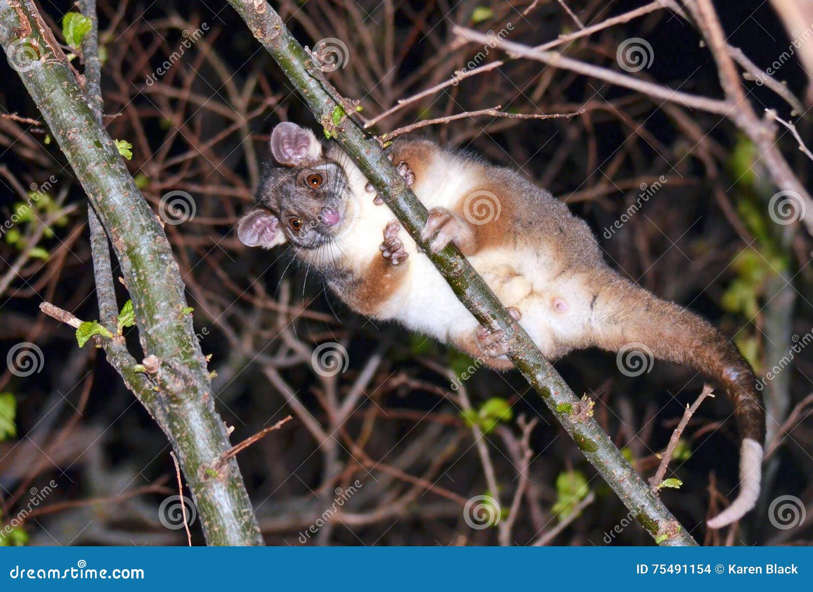 Australian Common Ringtail Possum (Pseudocheirus Peregrinus) Stock ...