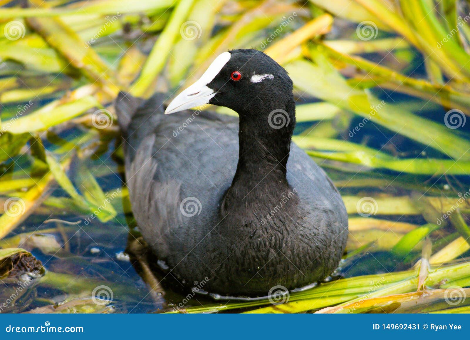 Australian Coot stock image. Image of coot, natural - 149692431