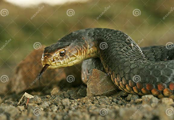 Australian Copperhead Snake Stock Image - Image of outdoors, stones ...