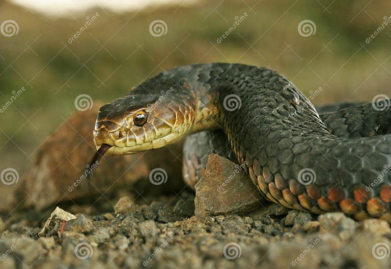 Australian Copperhead Snake Stock Image - Image of outdoors, stones ...
