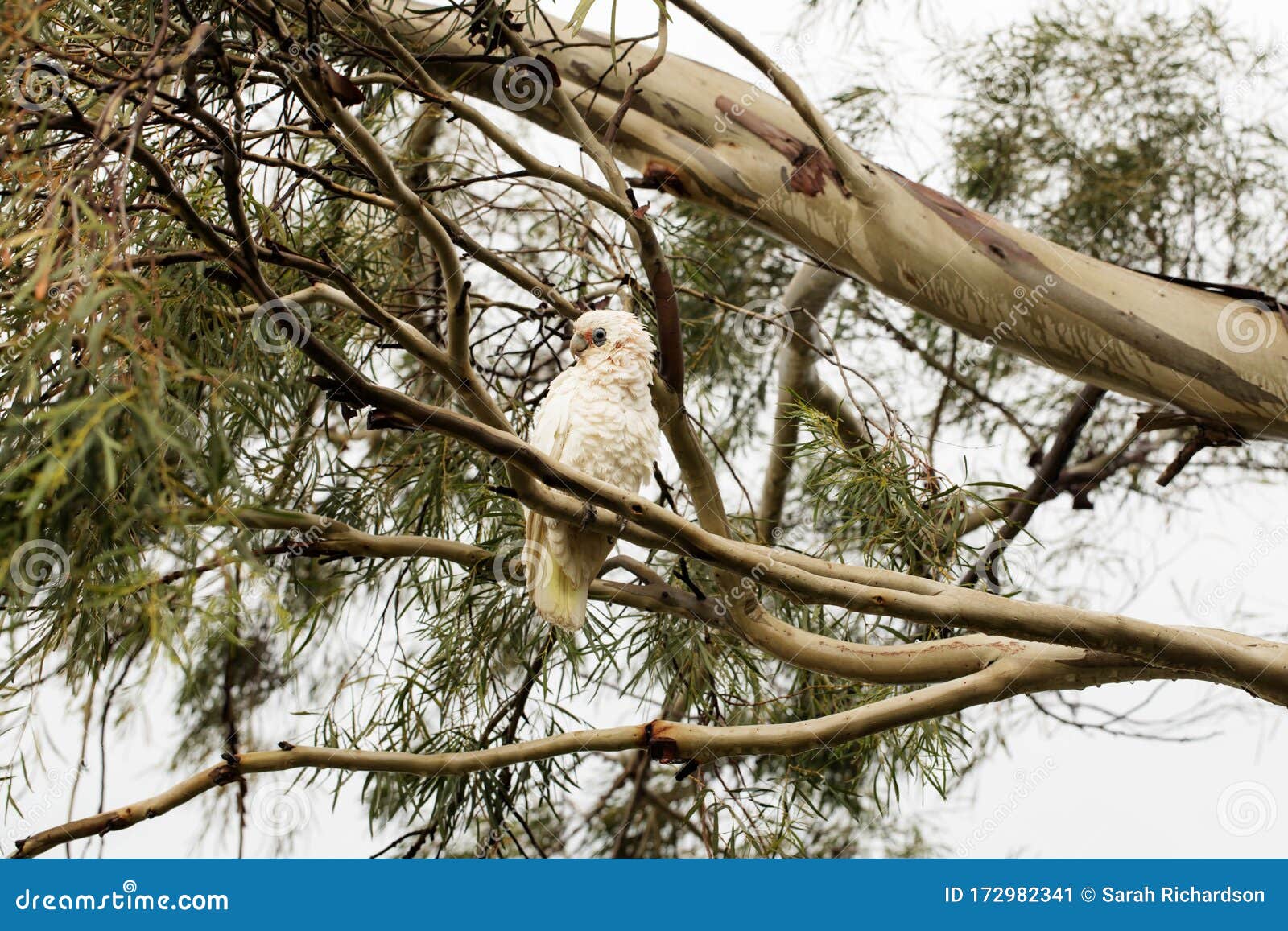 An Australian Corella Parrot in a Gum Tree Stock Image - Image of ...