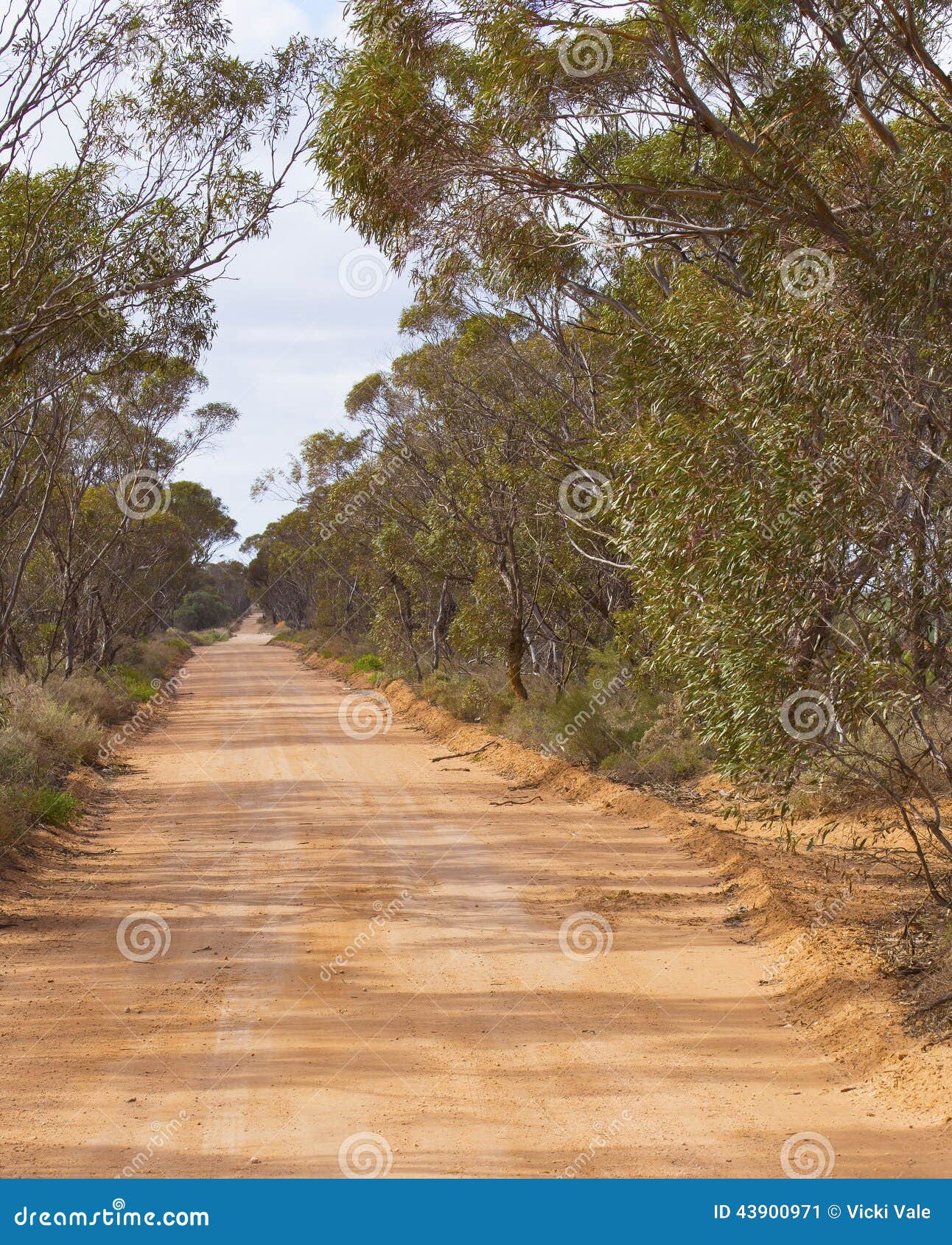 Australian Country Bush Track. Stock Image - Image of trees, outback ...