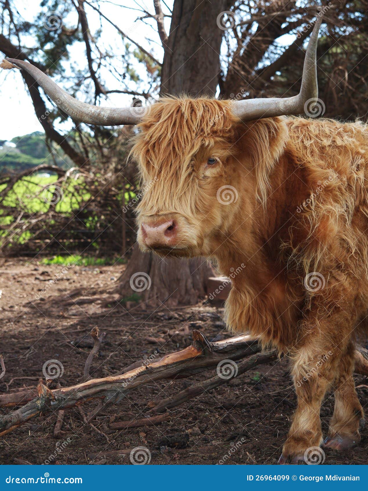 Australian cow stock image. Image of black, farm, nature - 26964099