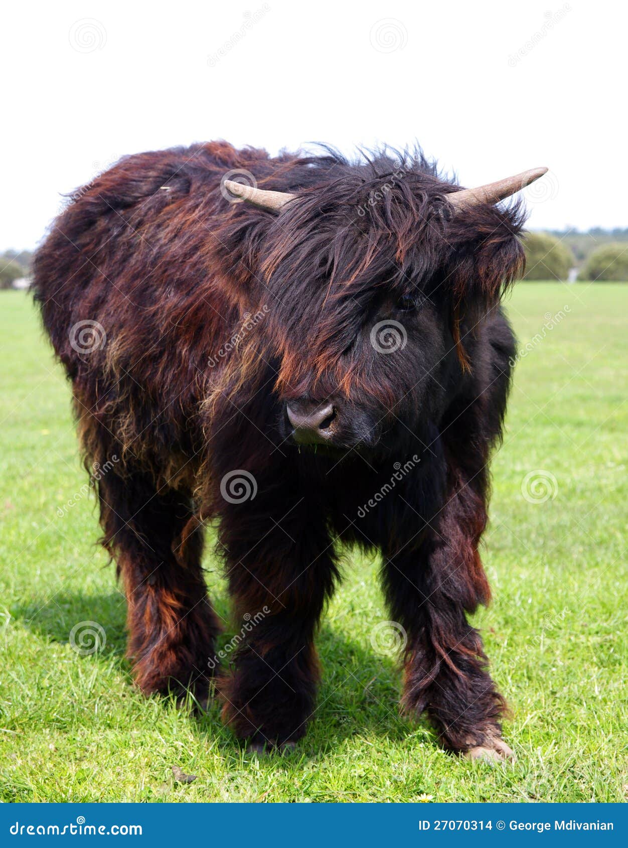 Australian cow stock photo. Image of color, countryside - 27070314