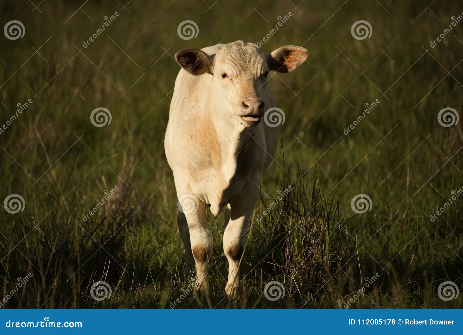 Australian cow stock photo. Image of livestock, mammal - 112005178