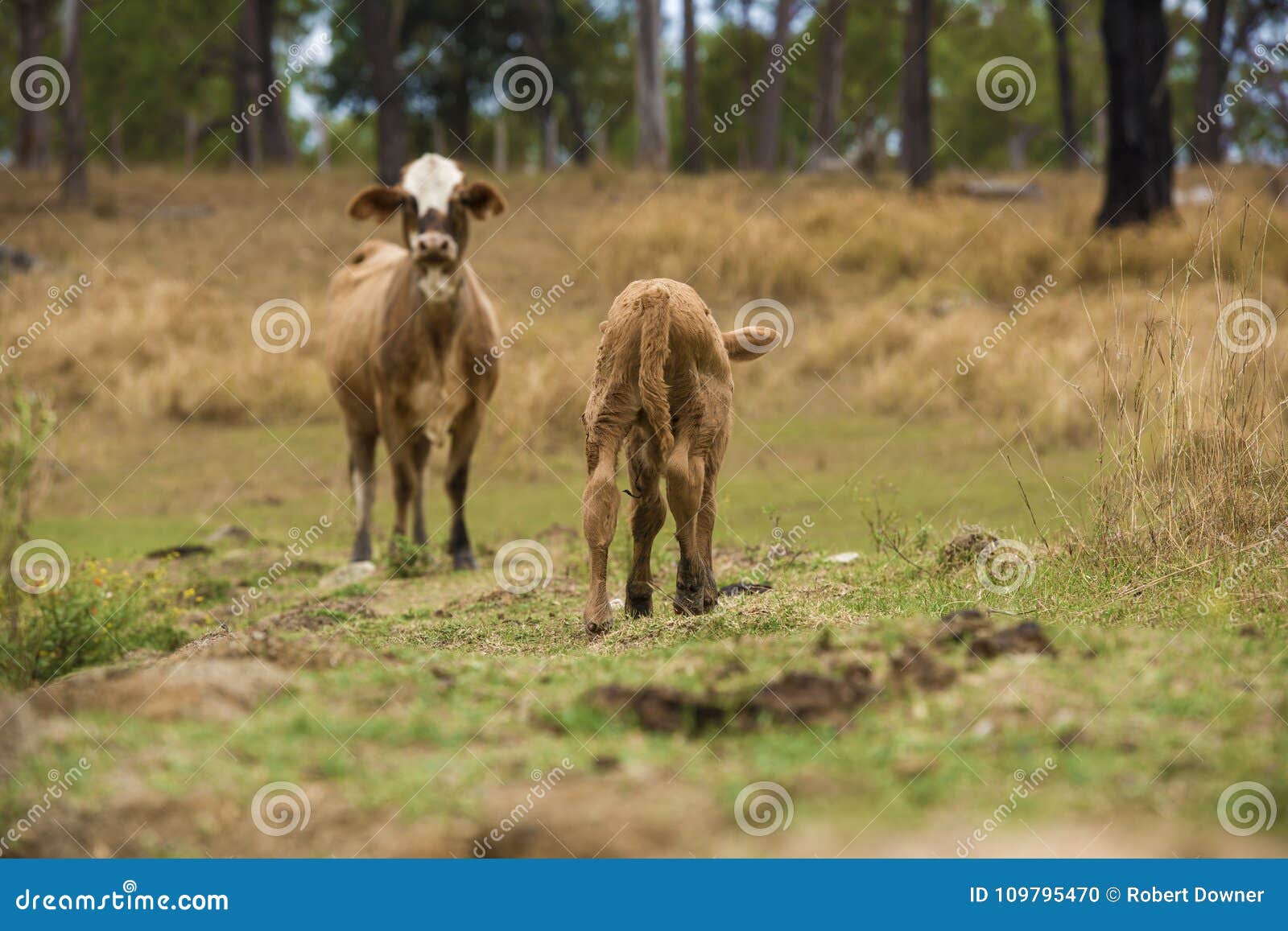 Australian cows stock photo. Image of cattle, beef, ears - 109795470