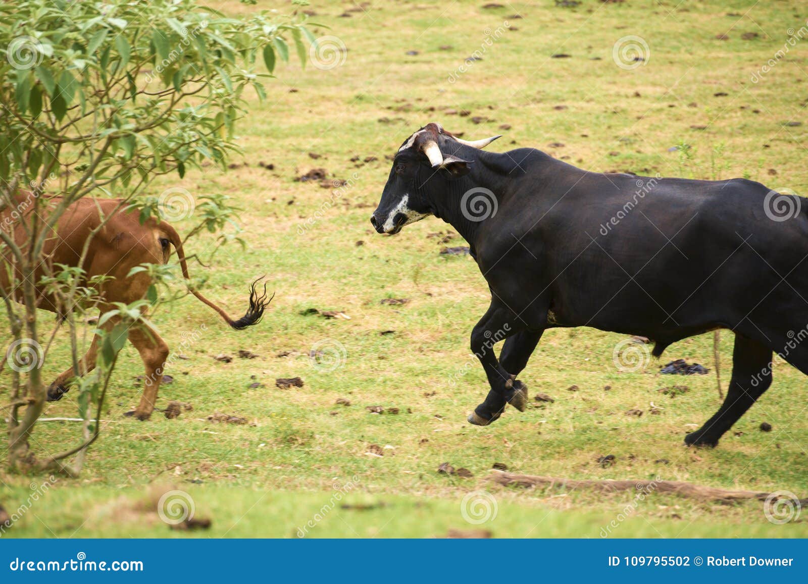 Australian cows stock photo. Image of beef, livestock - 109795502