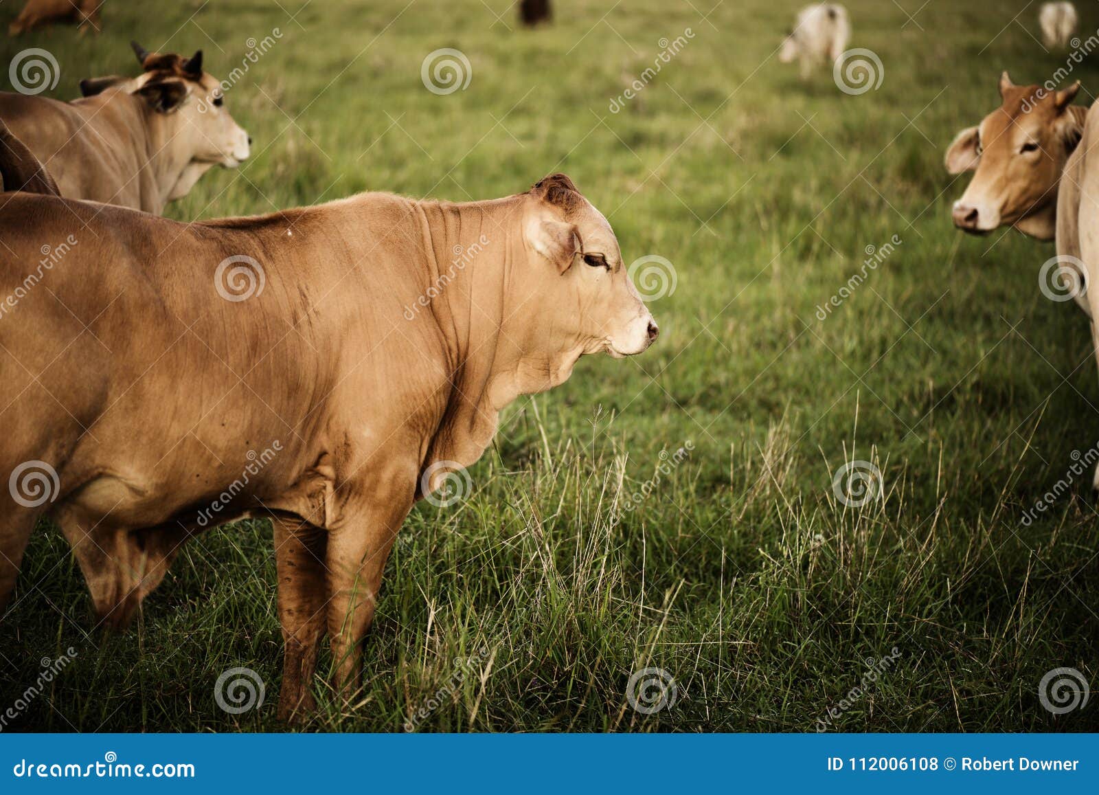 Australian cows stock photo. Image of australia, livestock - 112006108