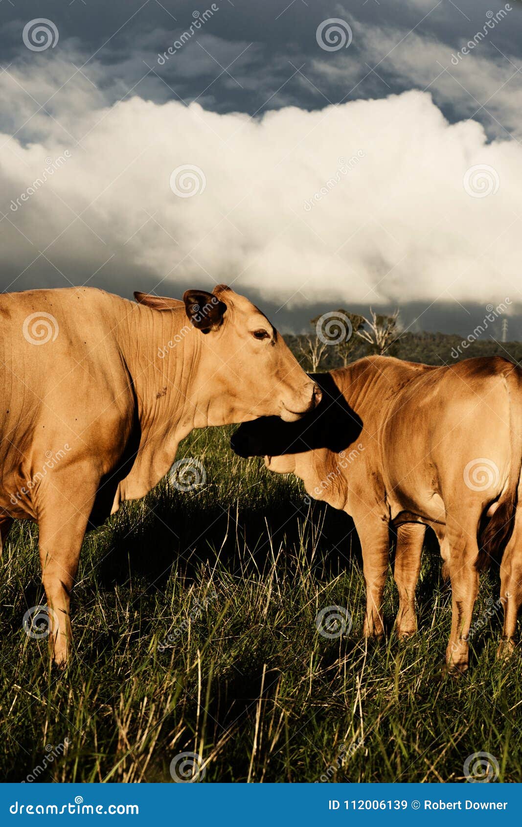 Australian cows stock image. Image of farm, beef, animal - 112006139