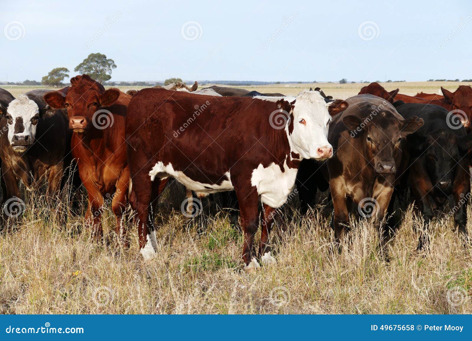 Australian cows stock photo. Image of angus, australian - 49675658