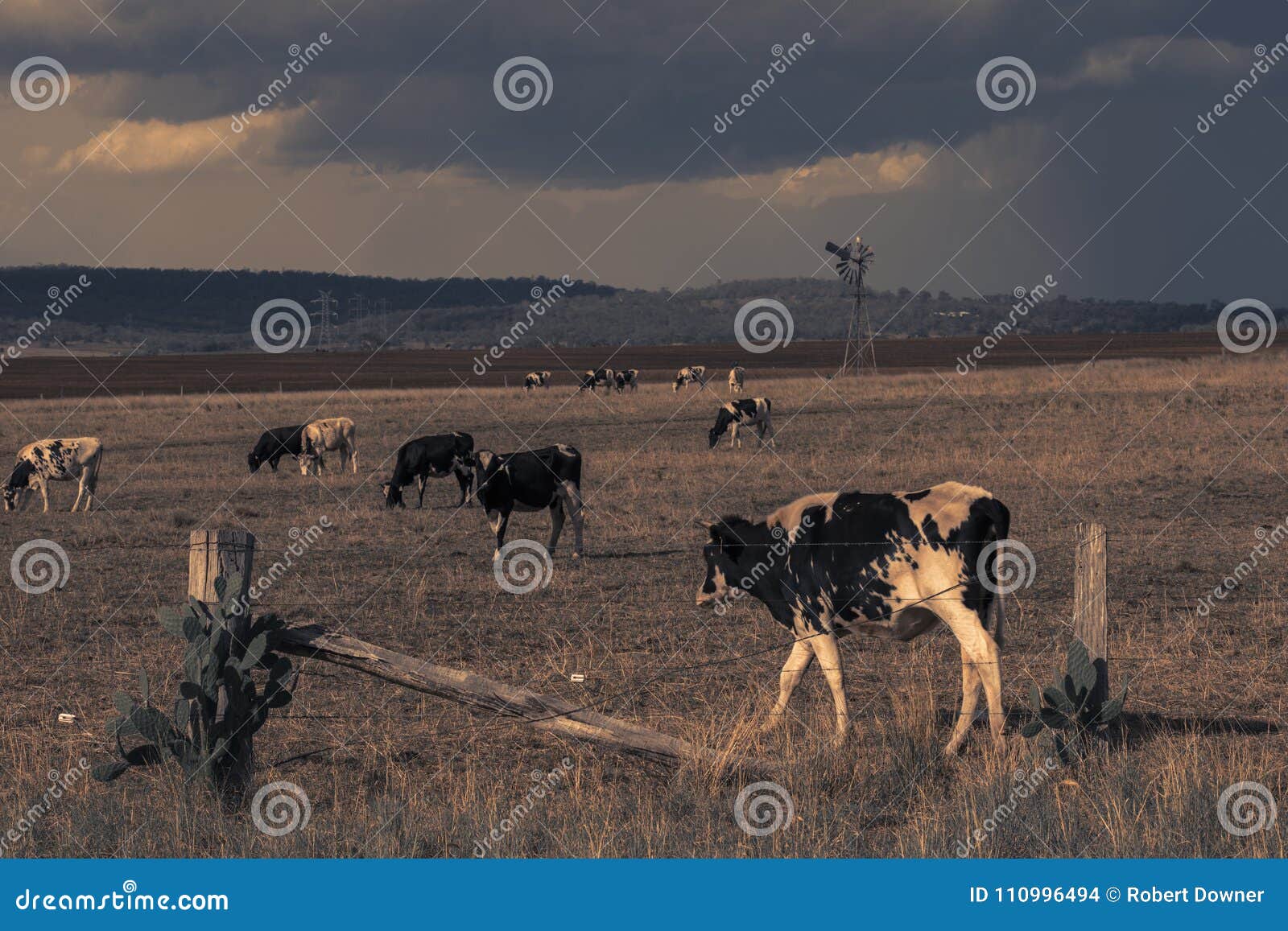 Australian cows stock photo. Image of beef, grass, cattle - 110996494