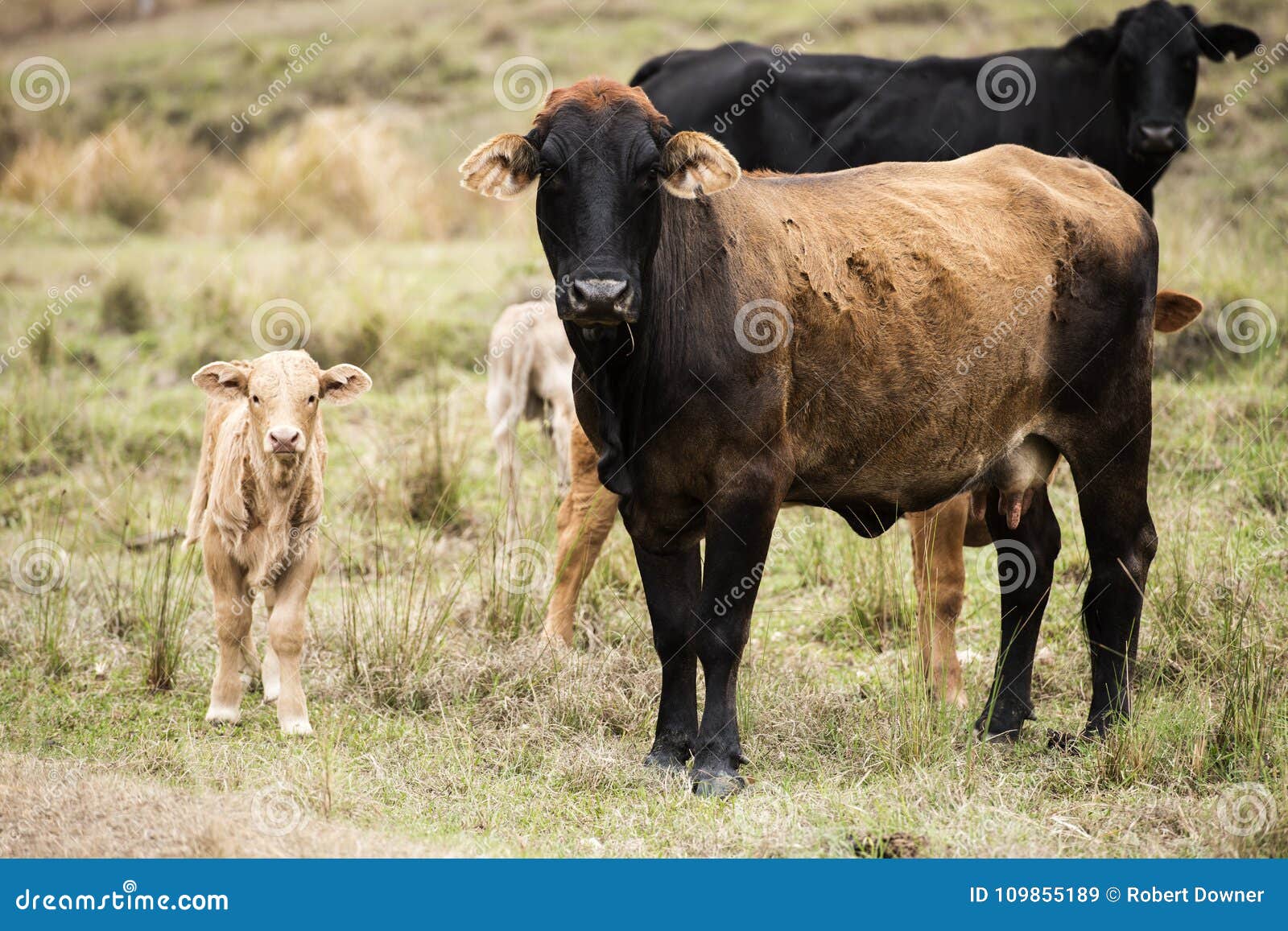 Australian cows stock image. Image of beef, agriculture - 109855189