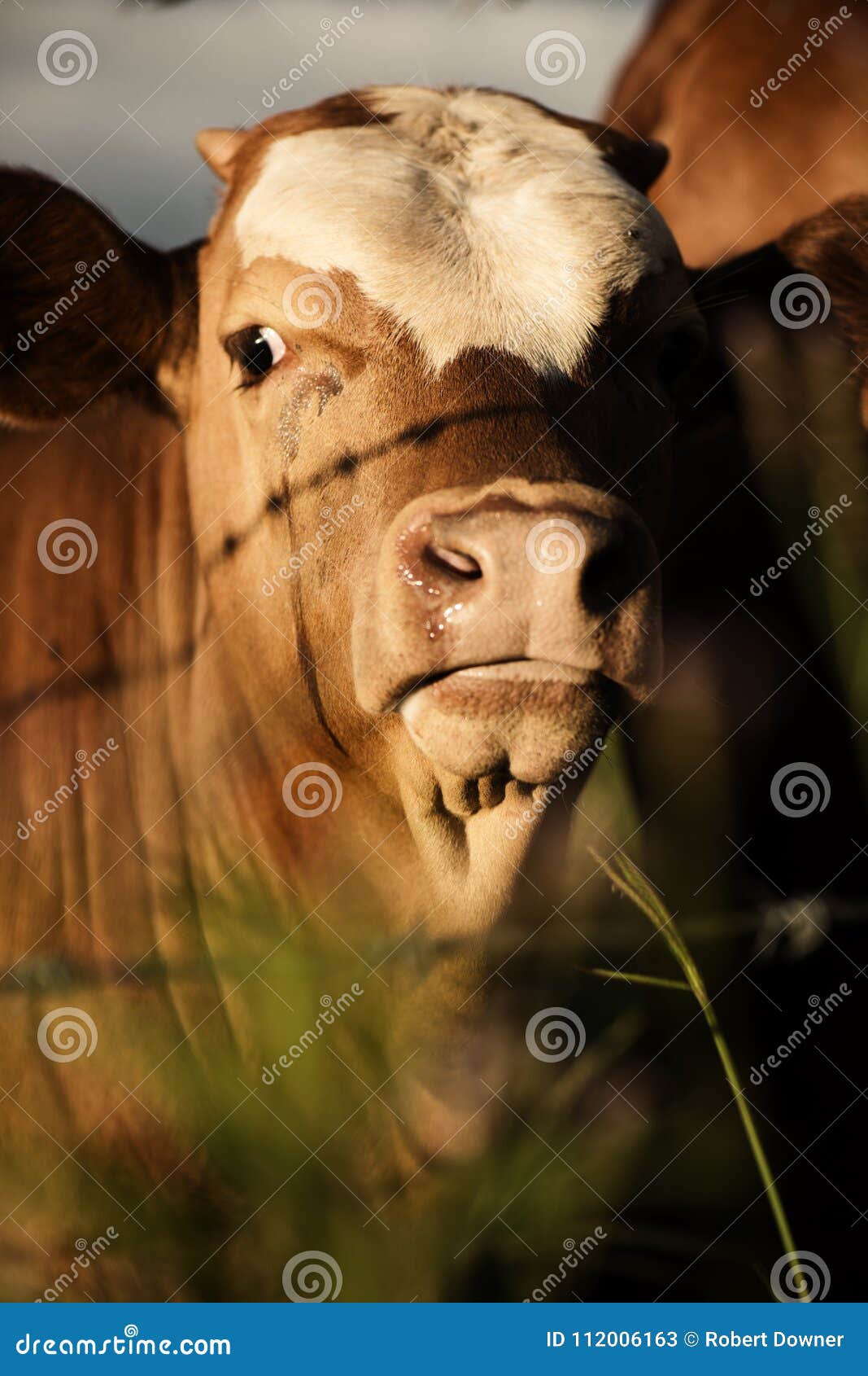 Australian cows stock image. Image of animal, angus - 112006163