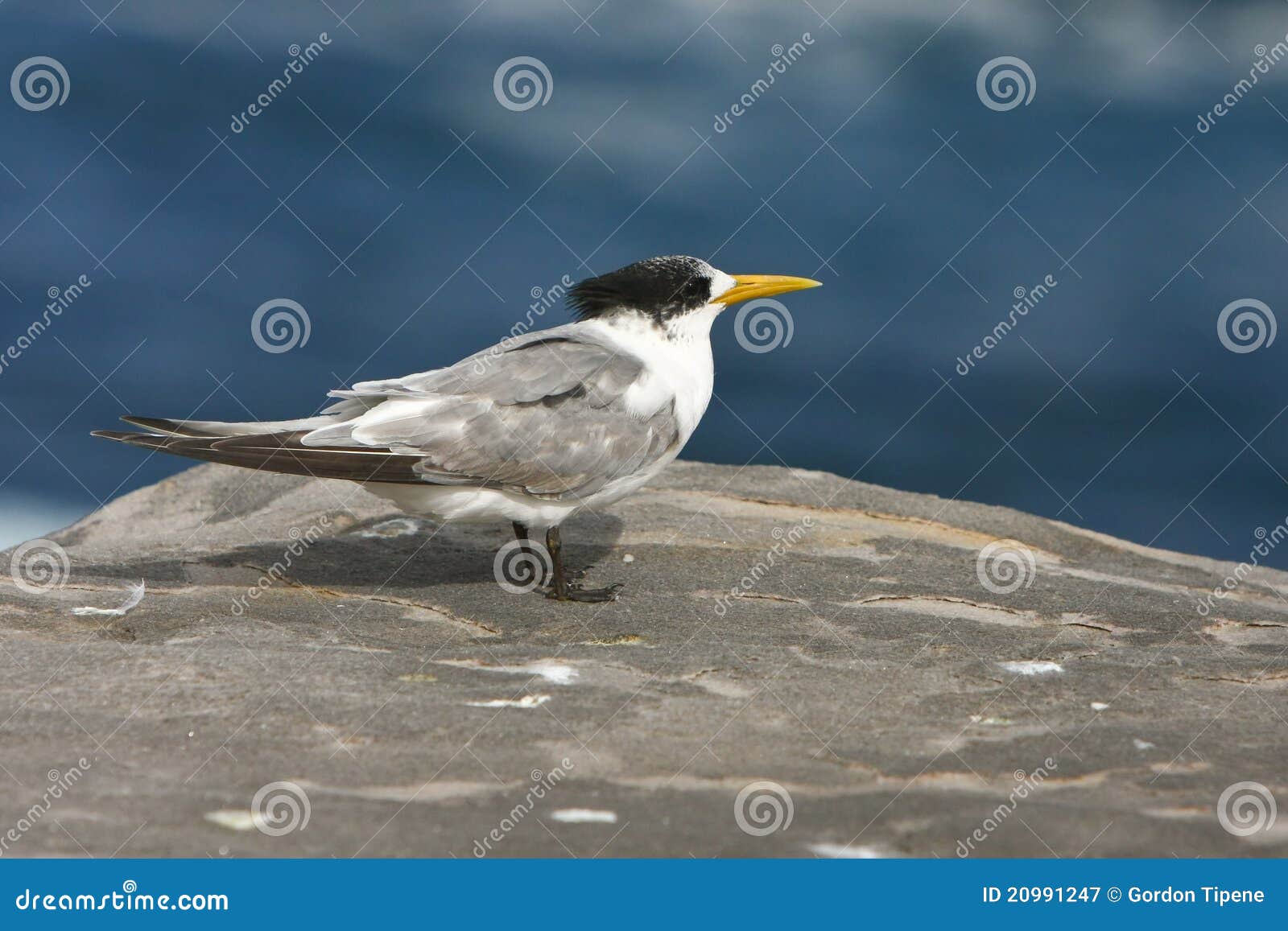 Australian Crested Tern Standing on a Rock Stock Image - Image of wild ...