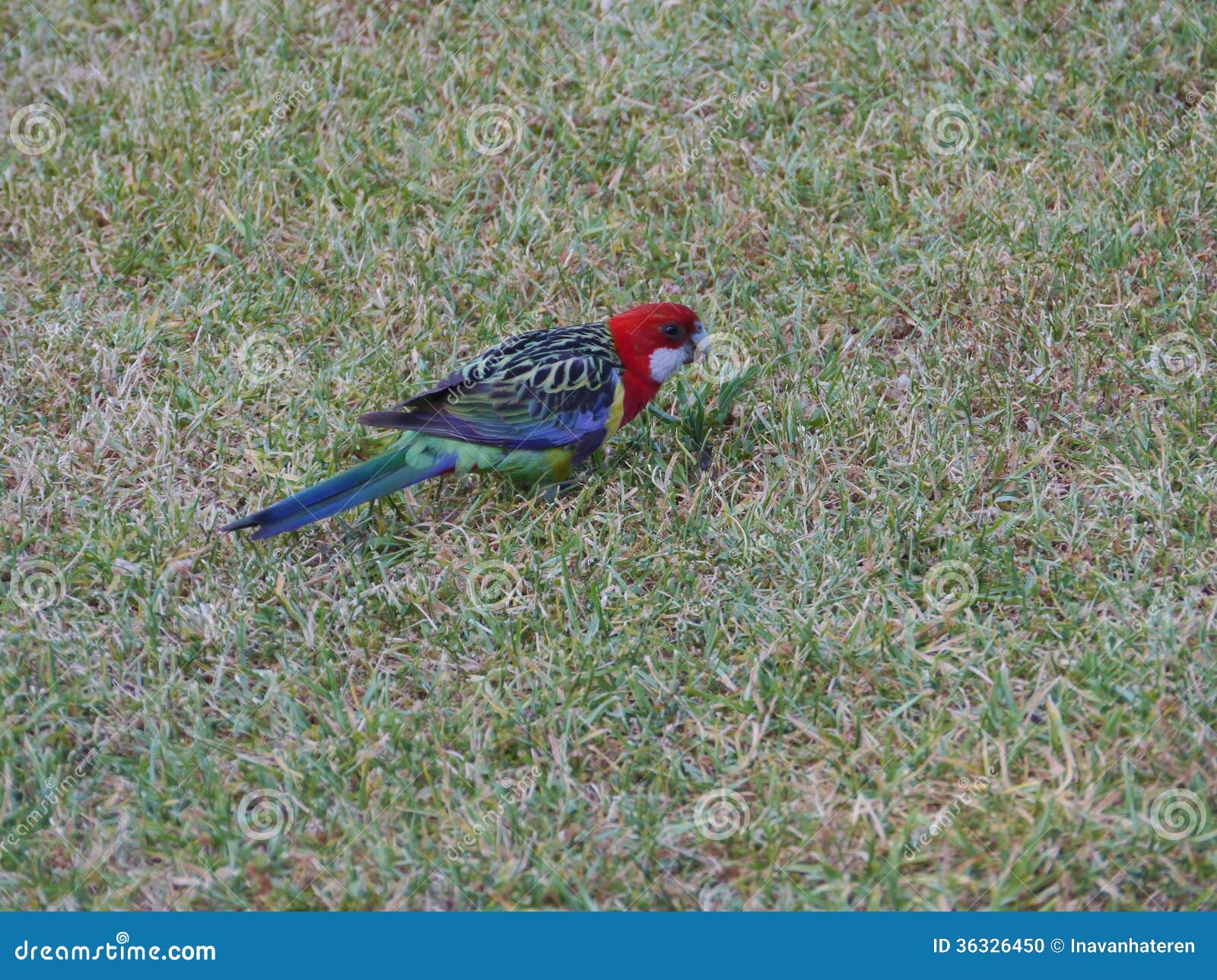 Australian Crimson Rosella stock photo. Image of native - 36326450