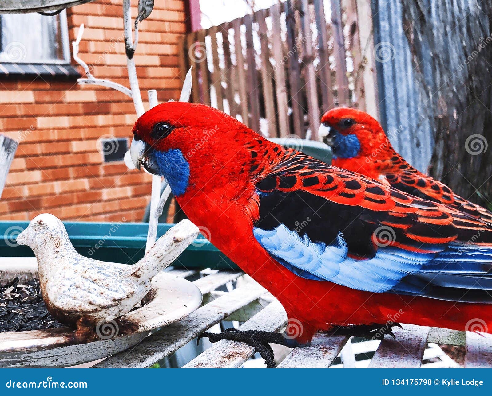 Australian Crimson Rosellas Stock Photo - Image of crimson, parrots ...