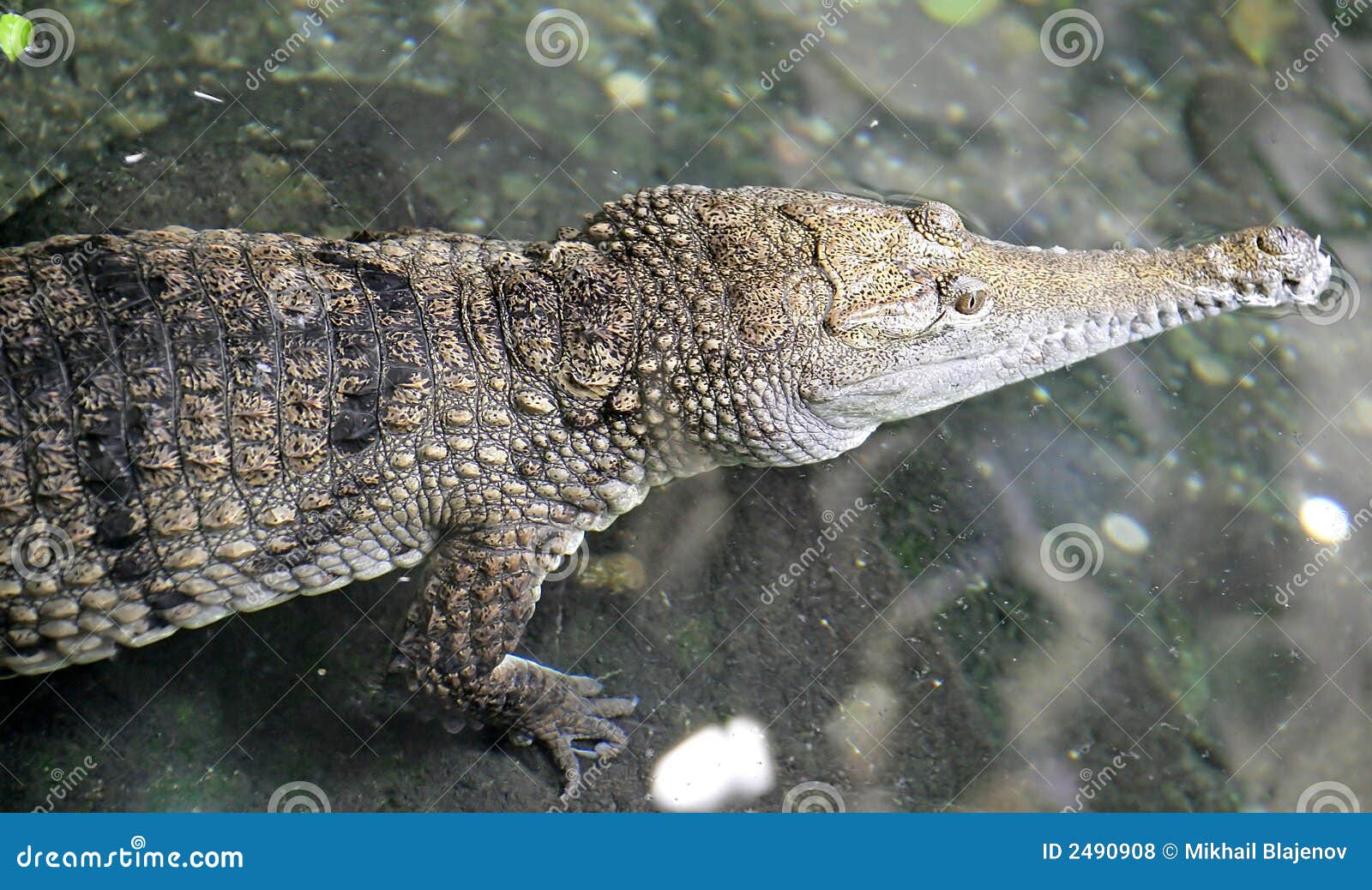 Australian crocodile 1 stock photo. Image of claw, crocodile - 2490908