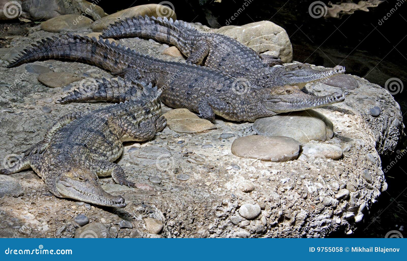 Australian crocodile 8 stock photo. Image of crocodile - 9755058