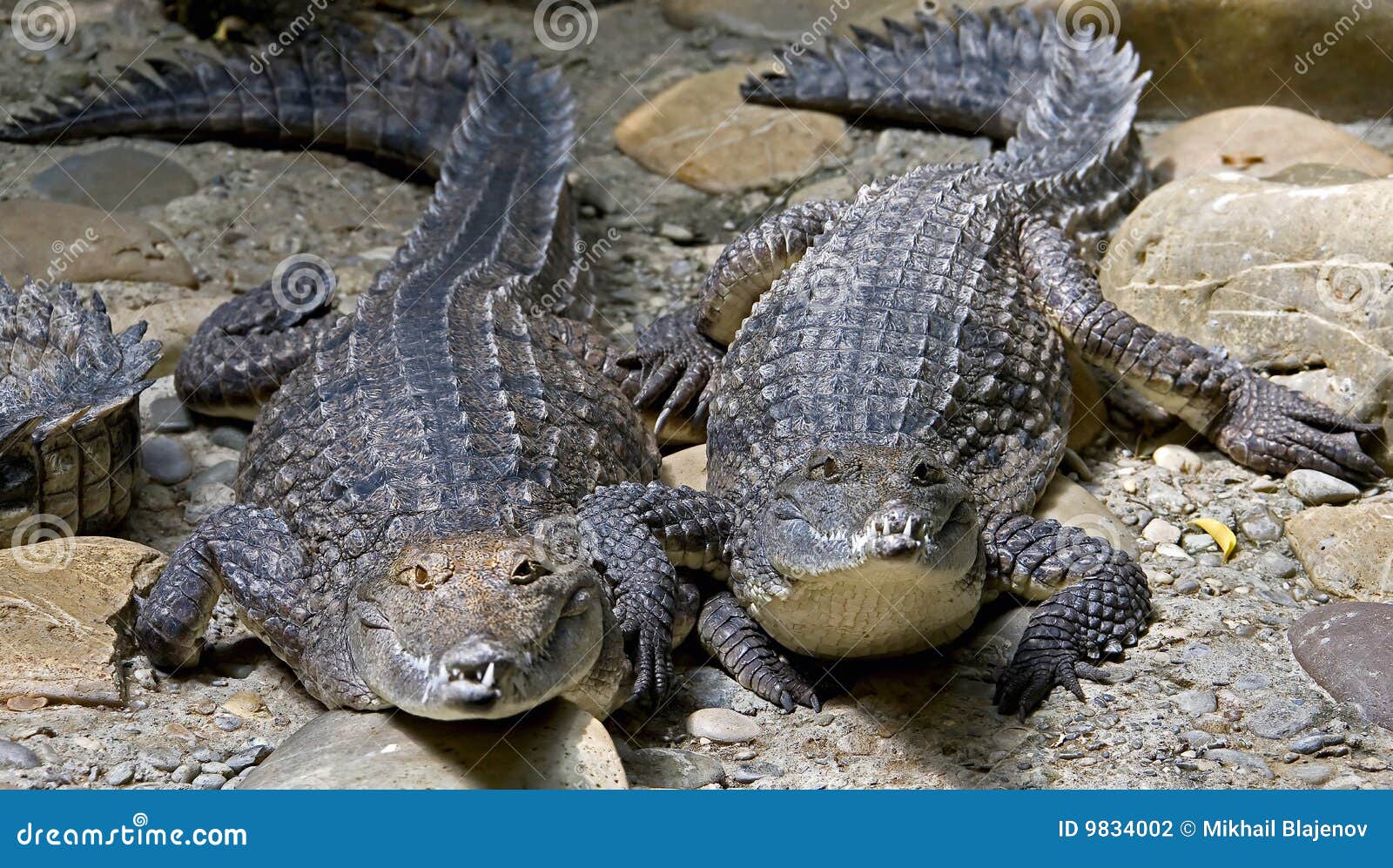 Australian crocodile 9 stock photo. Image of freshwater - 9834002