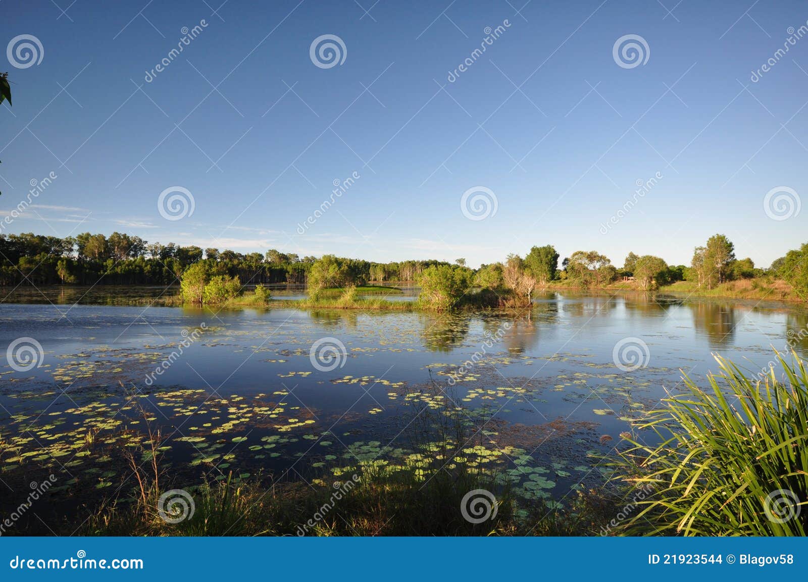 Australian Crocodile swamp stock photo. Image of reptile - 21923544