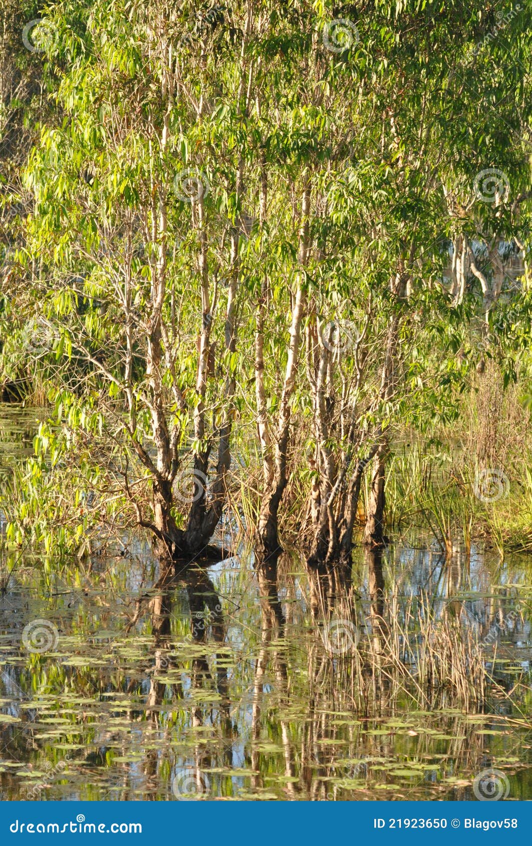 Australian Crocodile swamp stock photo. Image of australia - 21923650