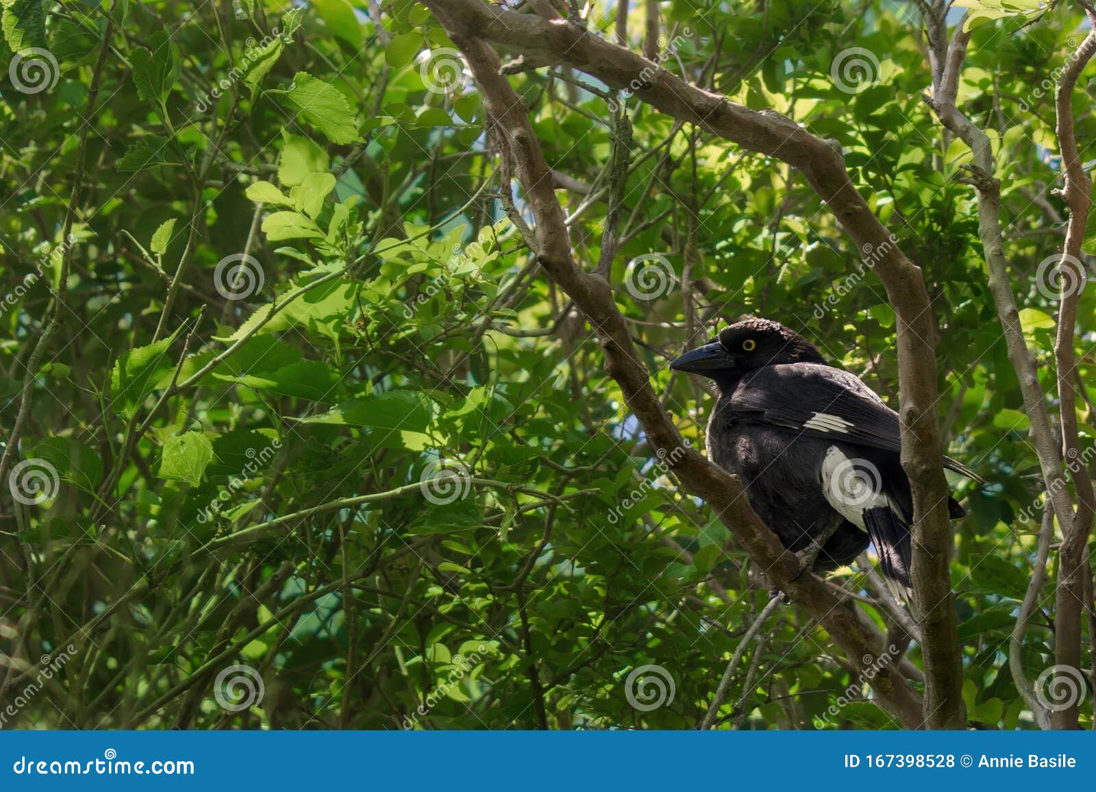 Australian Currawong Sits in a Tree Stock Photo - Image of australian ...