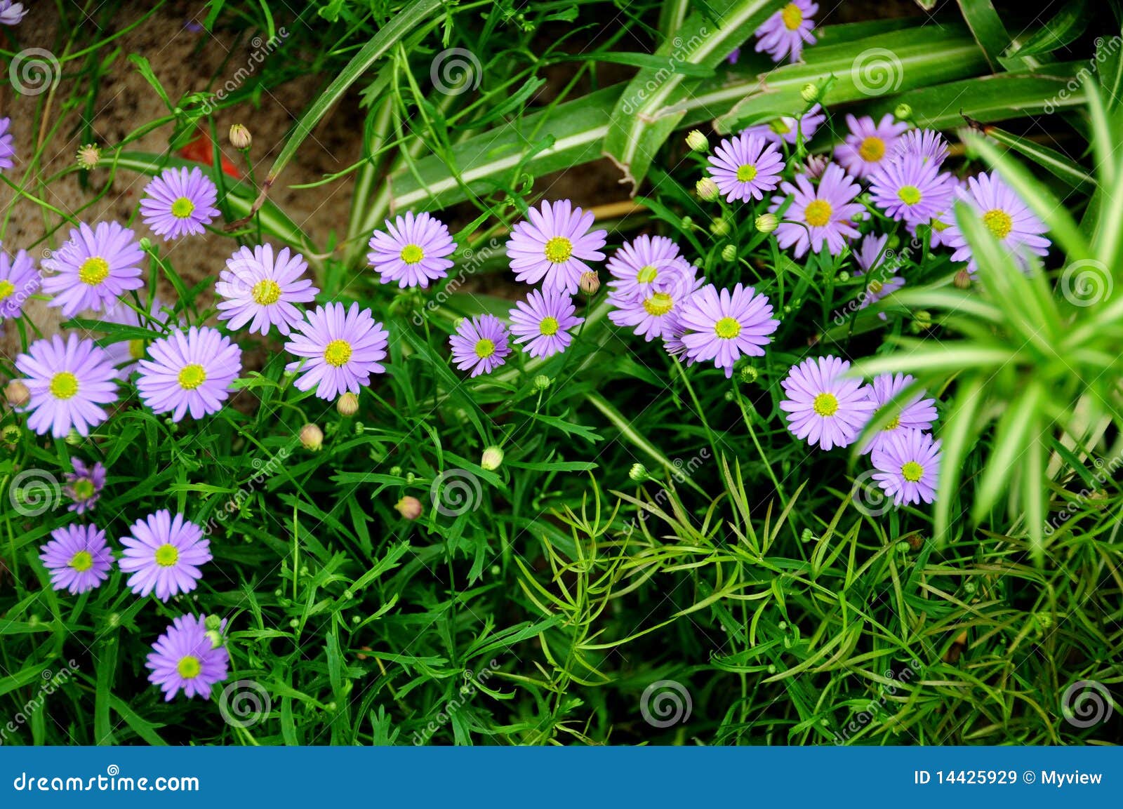 Australian daisy stock image. Image of purple, small - 14425929