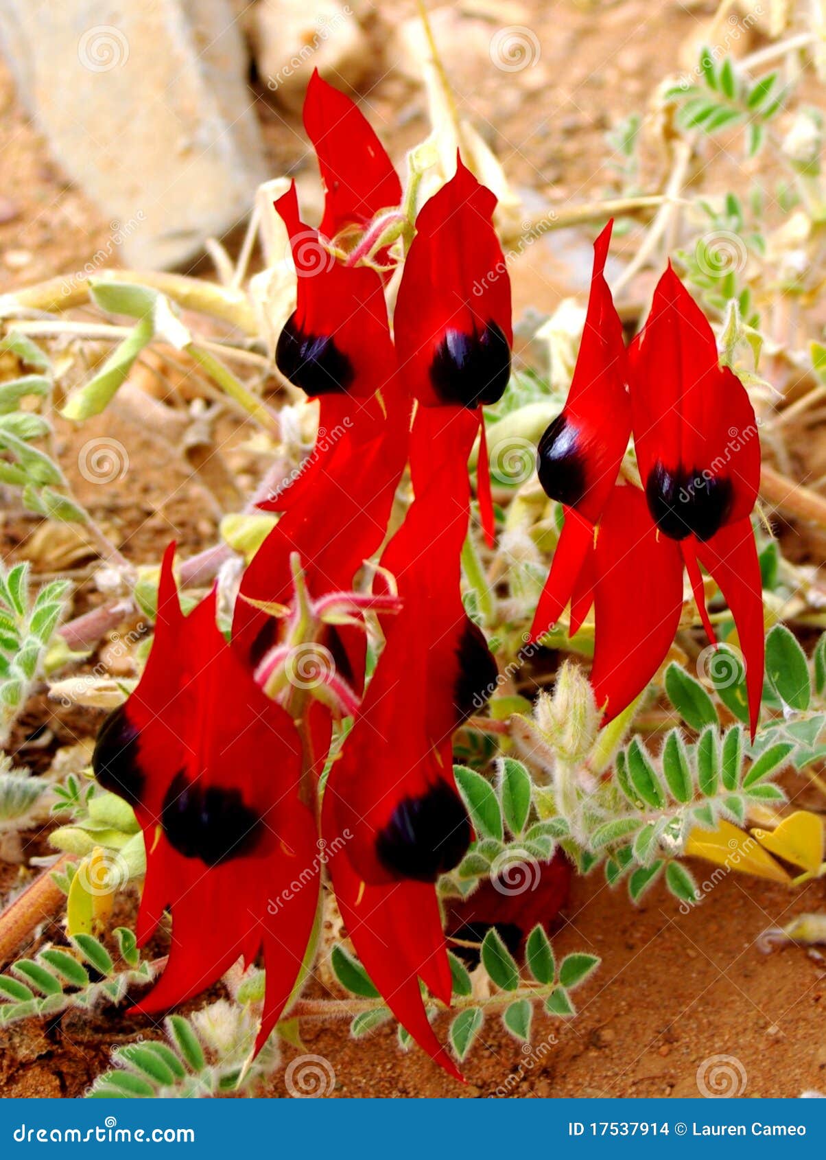 Australian Desert Pea stock photo. Image of remote, sturt - 17537914