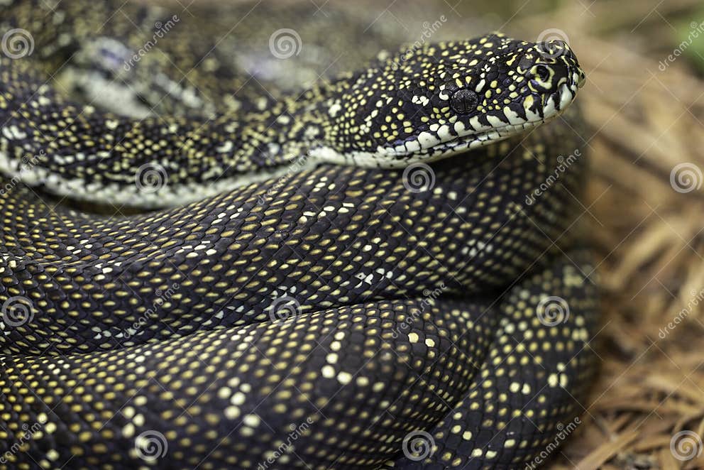 Australian Diamond Python stock image. Image of snake - 327680783