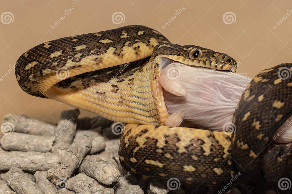 Australian Diamond Python stock photo. Image of australian - 271575258