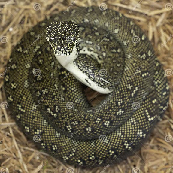 Australian Diamond Python stock image. Image of snake - 327680777