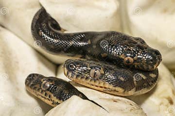 Diamond Pythons hatching stock photo. Image of diamond - 267614642