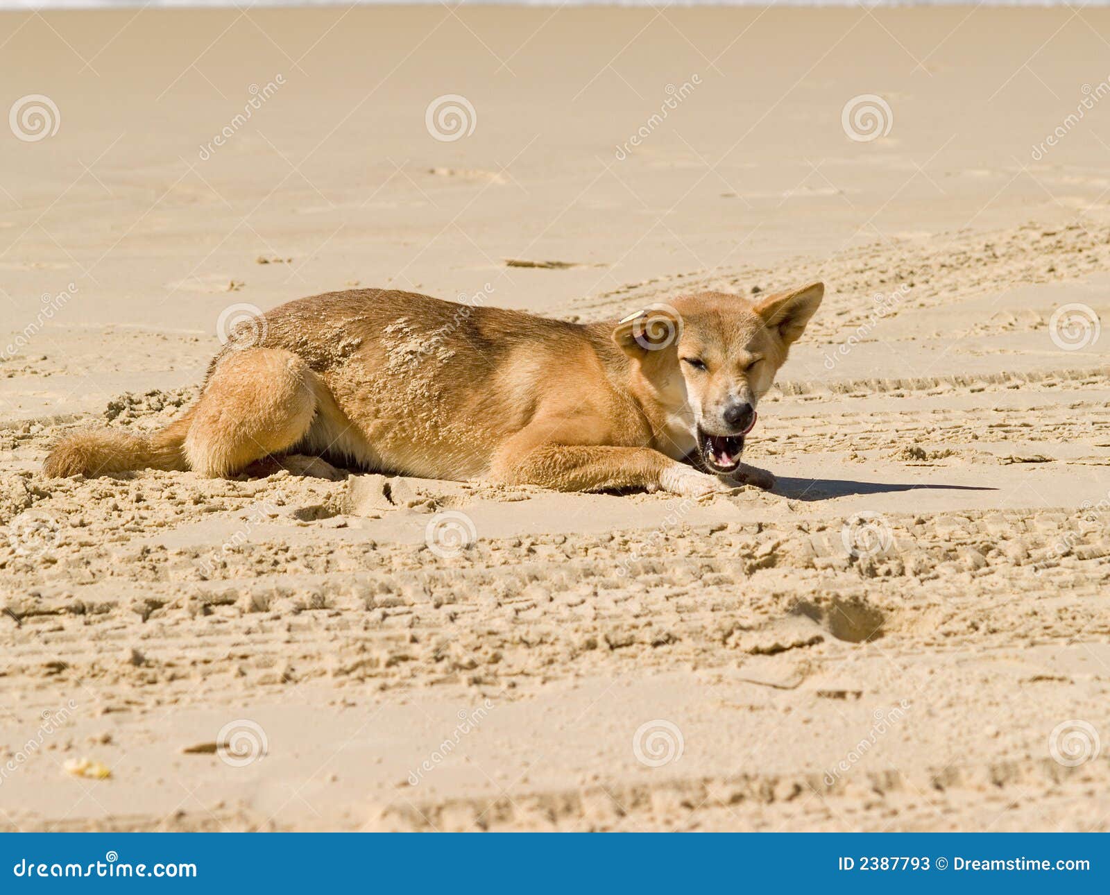 Australian Dingo stock image. Image of native, destination - 2387793