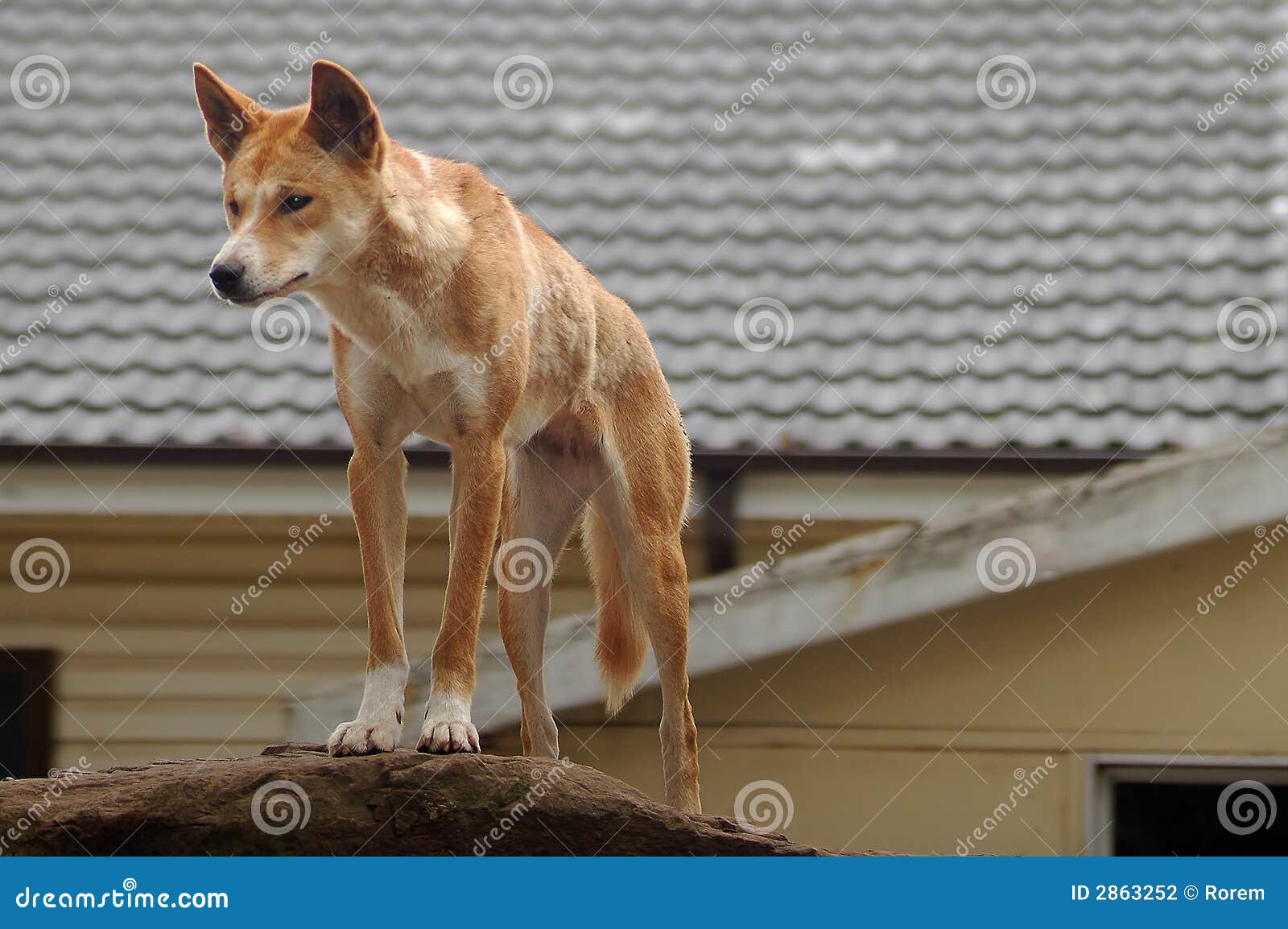 Australian dingo stock photo. Image of hunt, mammal, tourist - 2863252