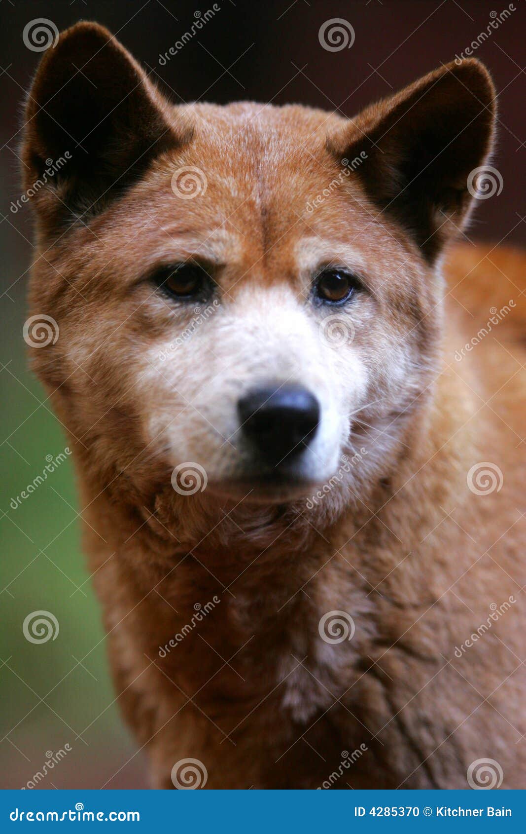 Australian Dingo stock photo. Image of dingos, dingoes - 4285370