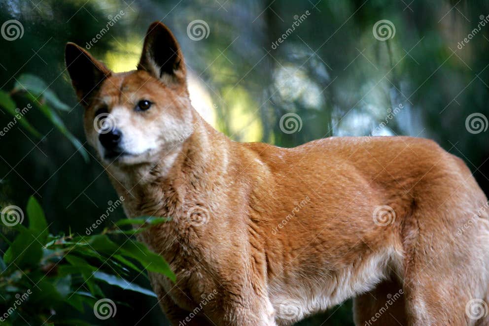 Australian Dingo stock photo. Image of australia, snout - 4285494