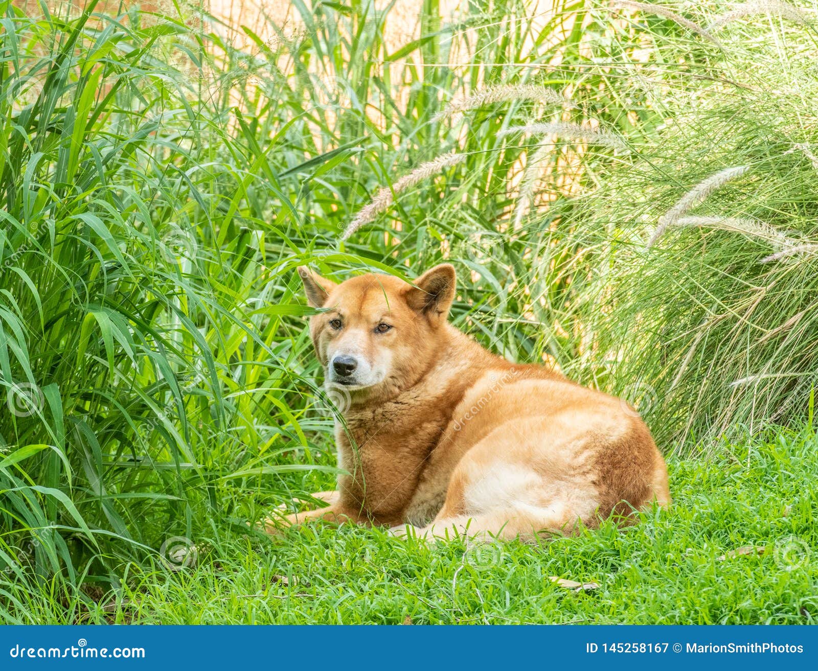 Australian Dingo or Canis Dingo Stock Image - Image of copy, space ...